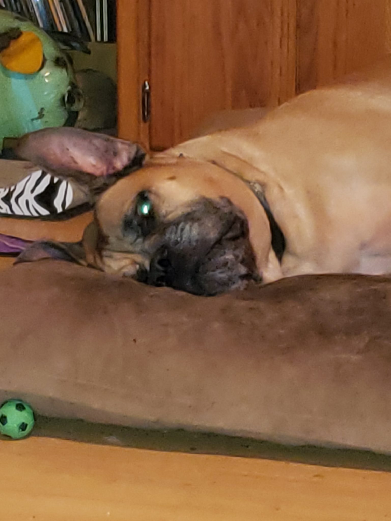 Photo Gallery of The American Boerboel Club