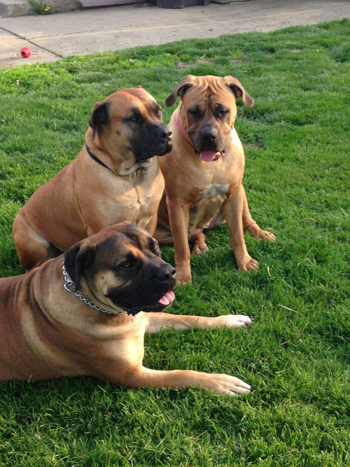 Photo Gallery of The American Boerboel Club