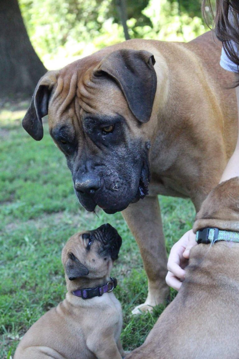 Photo Gallery of The American Boerboel Club
