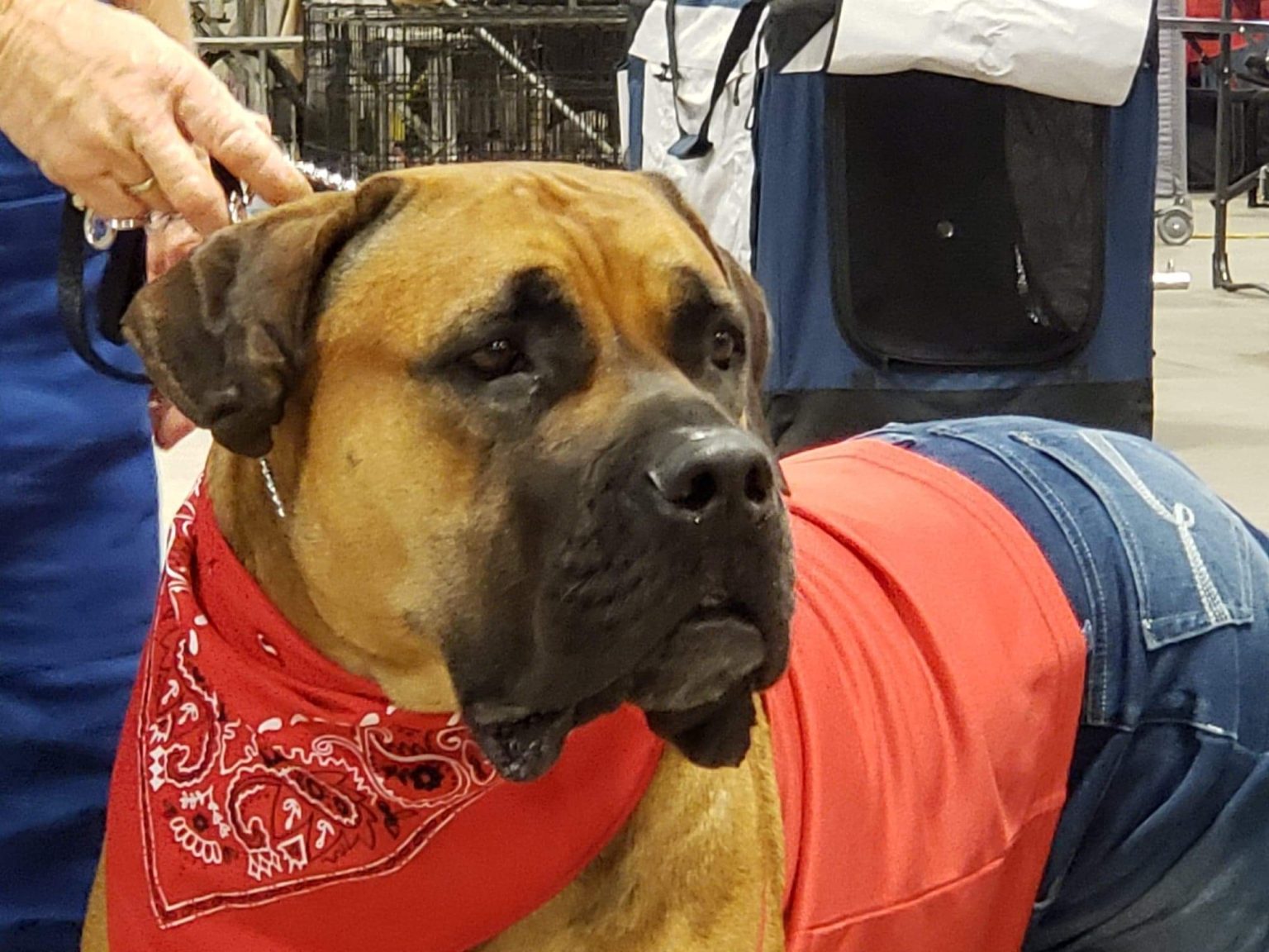 Photo Gallery of The American Boerboel Club